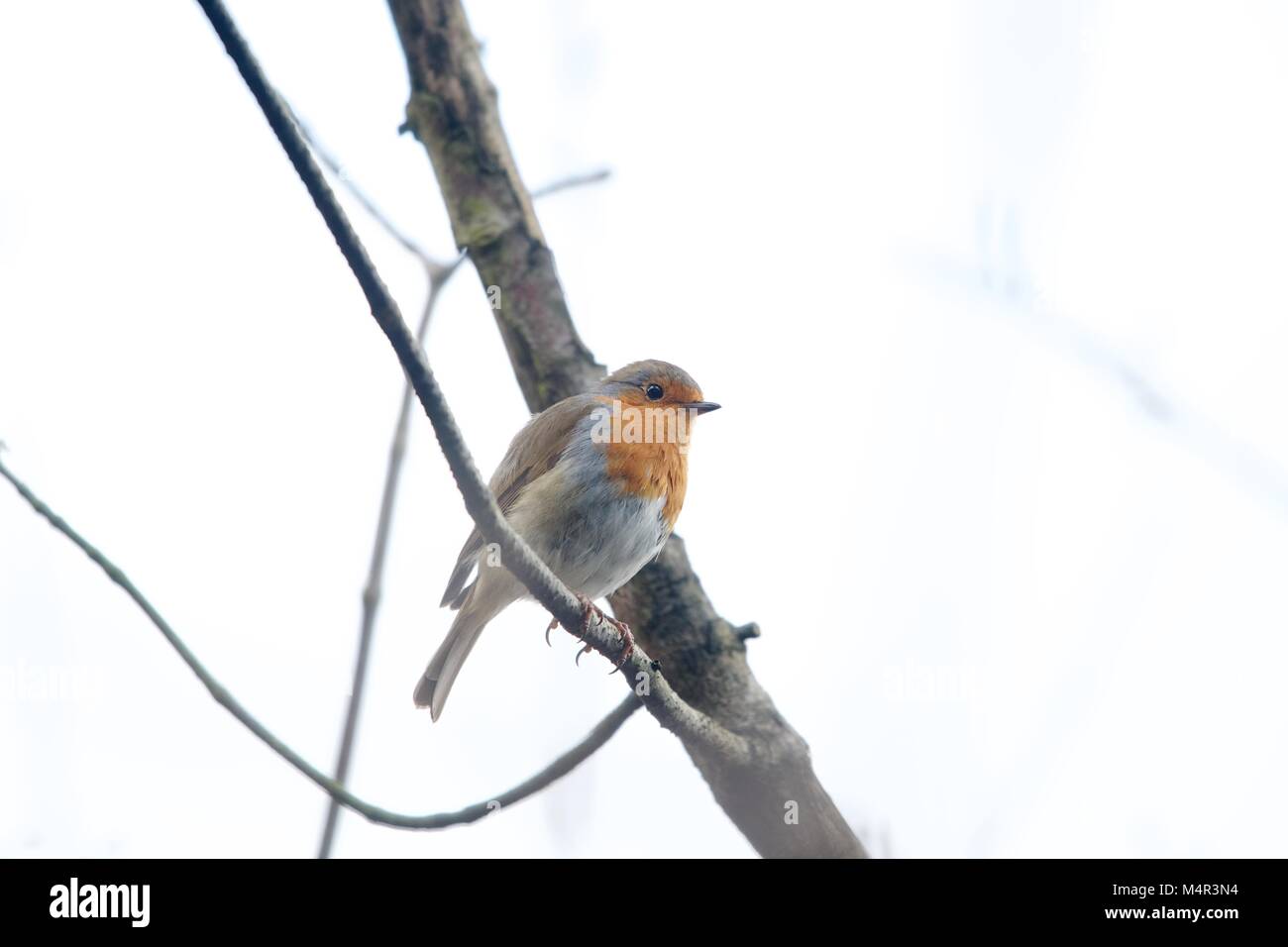 A robin perched on a tree branch Stock Photo - Alamy