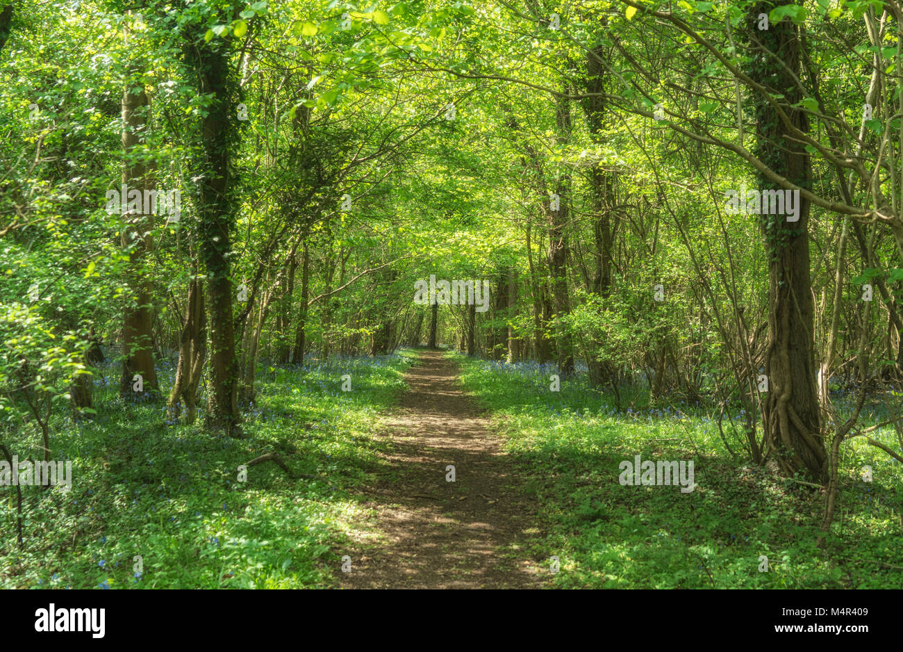 Leafy woodland hi-res stock photography and images - Alamy