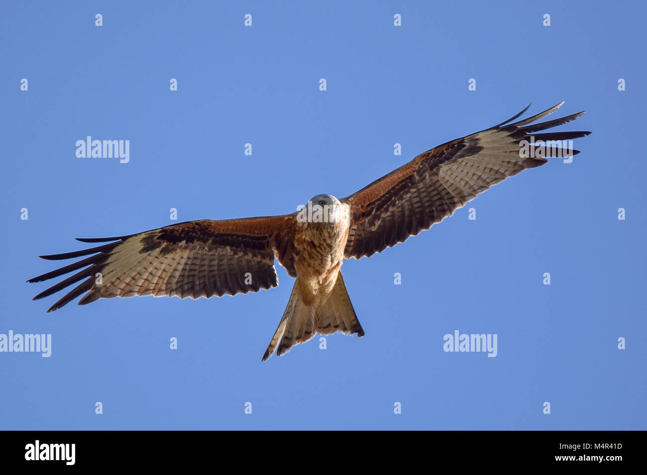Red kite close hi-res stock photography and images - Alamy