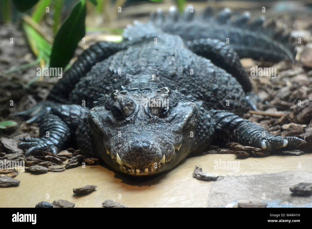 Dwarf crocodile hi-res stock photography and images - Alamy