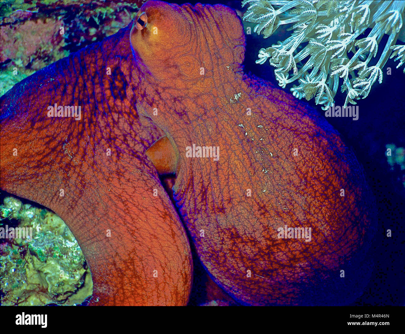 Big red octopi (Octopus cyaneus: 40 cms.) shelter during the day in ...