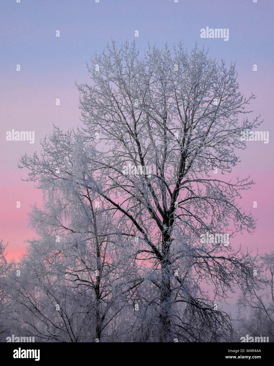 Sunset behind frosty trees in Anchorage, Alaska Stock Photo - Alamy