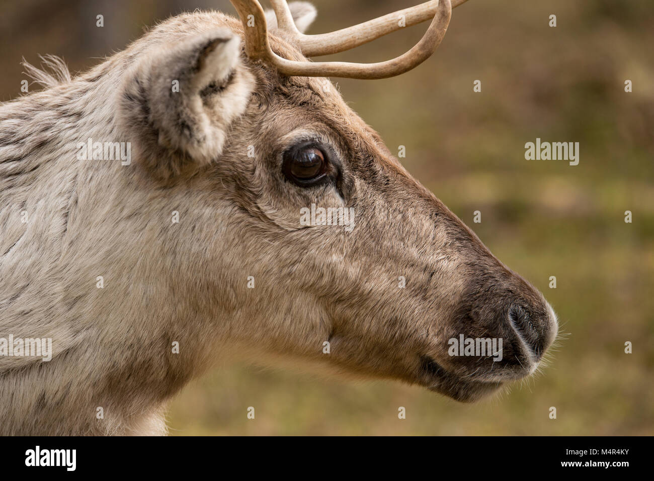 A brown reindeer with big eyes shot in Lapland, Finland in the spring ...