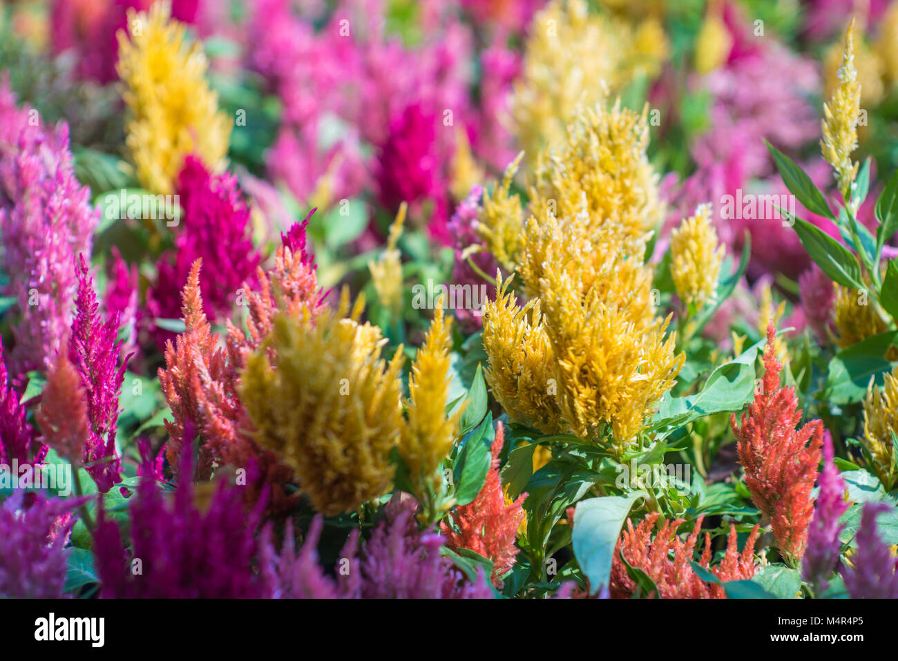 Natural flower background. colorful flowers blooming in garden under ...