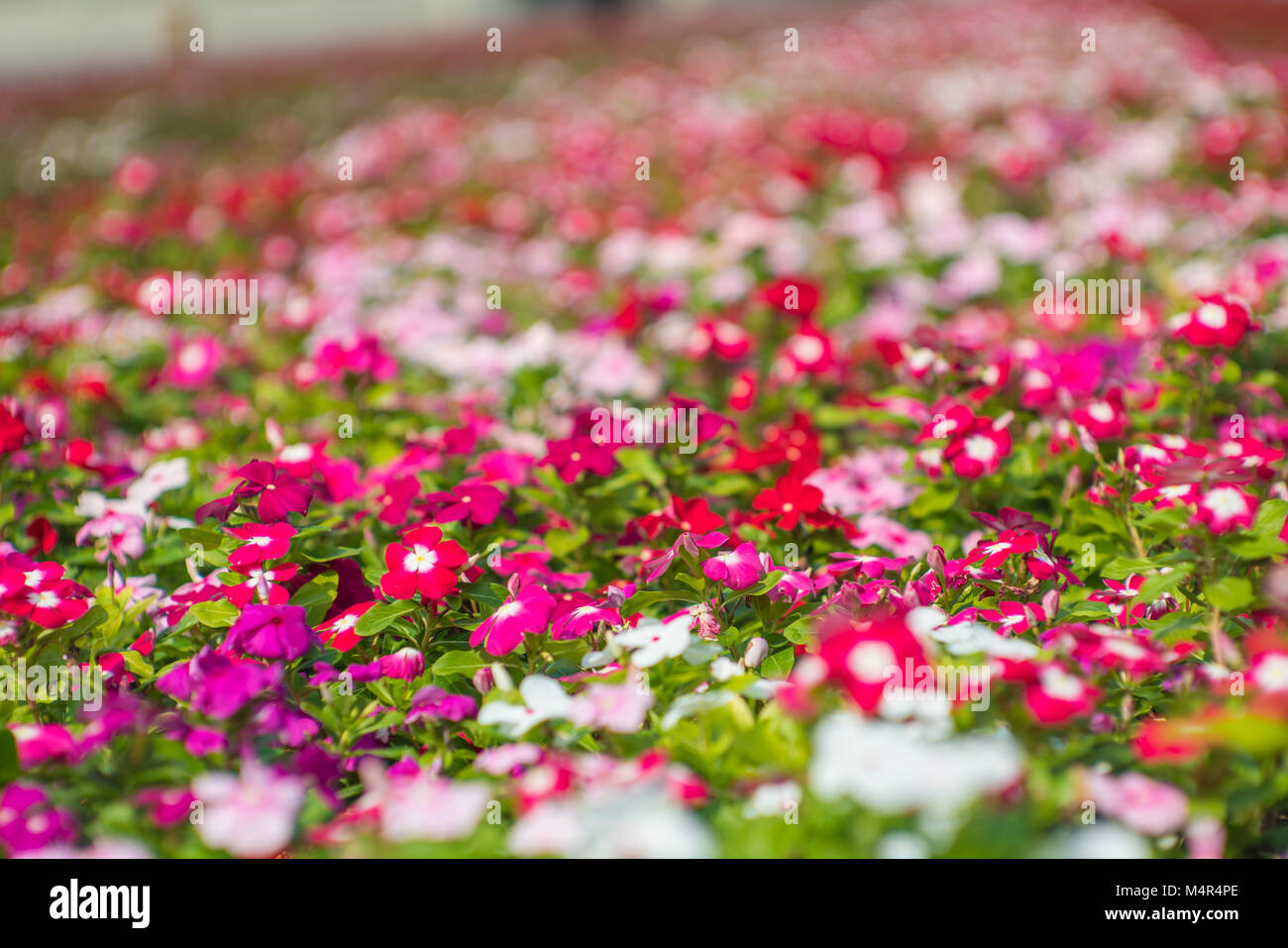 Natural flower background. colorful flowers blooming in garden under ...