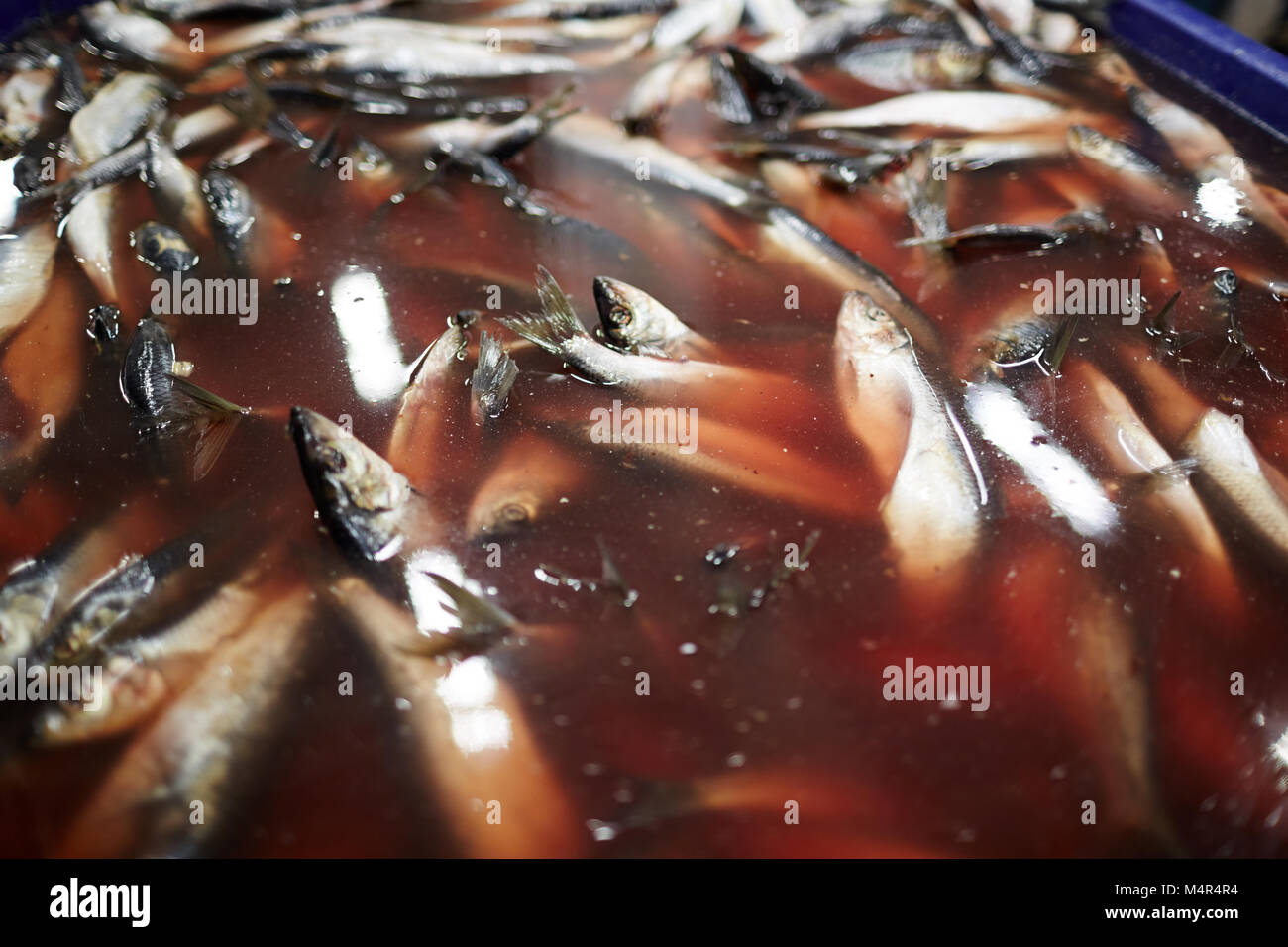 Fish in water Stock Photo - Alamy