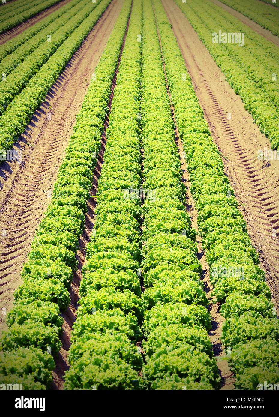 rows of green ripe lettuce in the cultivated field with vintage effect ...