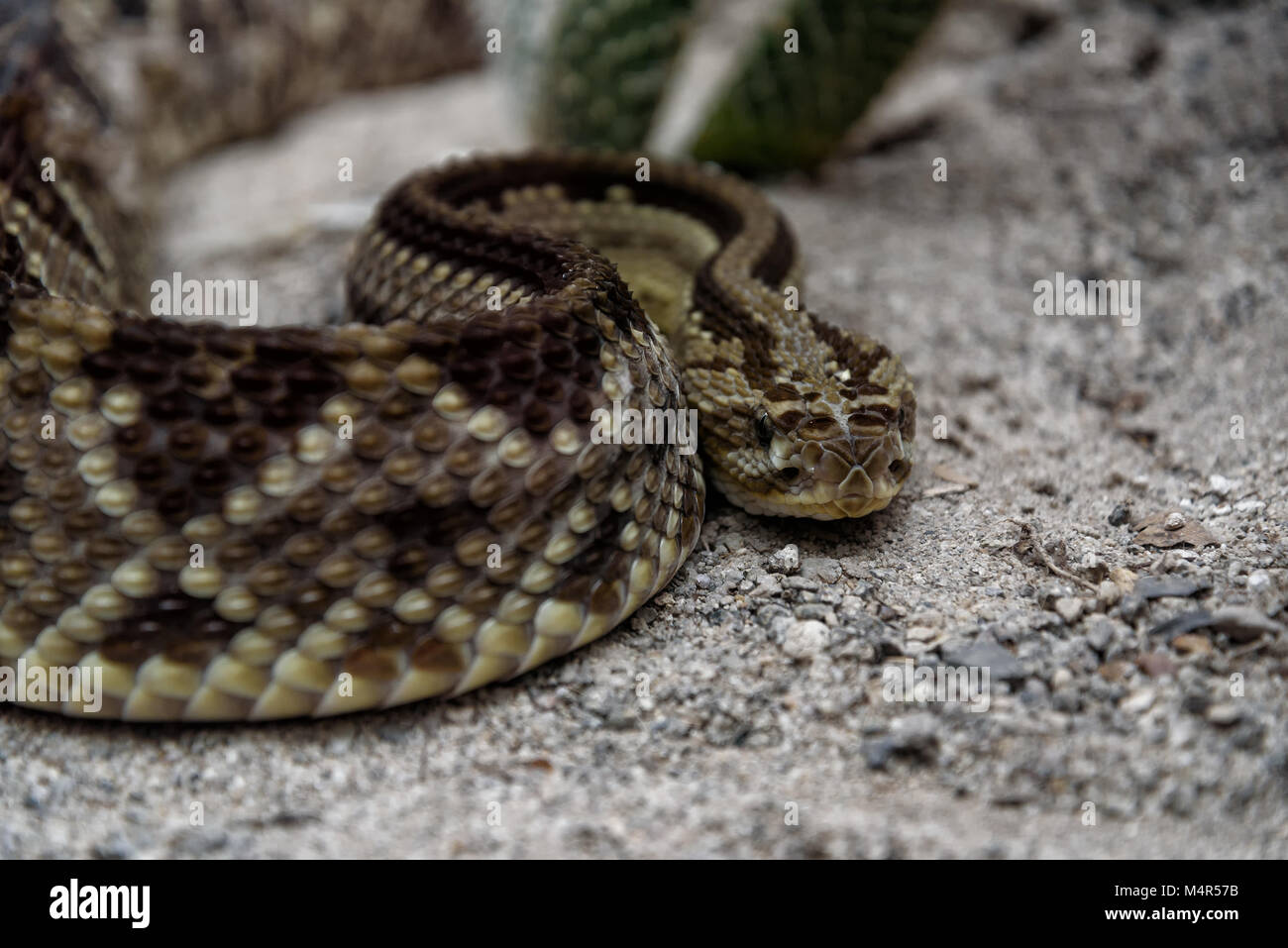Bushmaster In Costa Rica High Resolution Stock Photography and Images ...