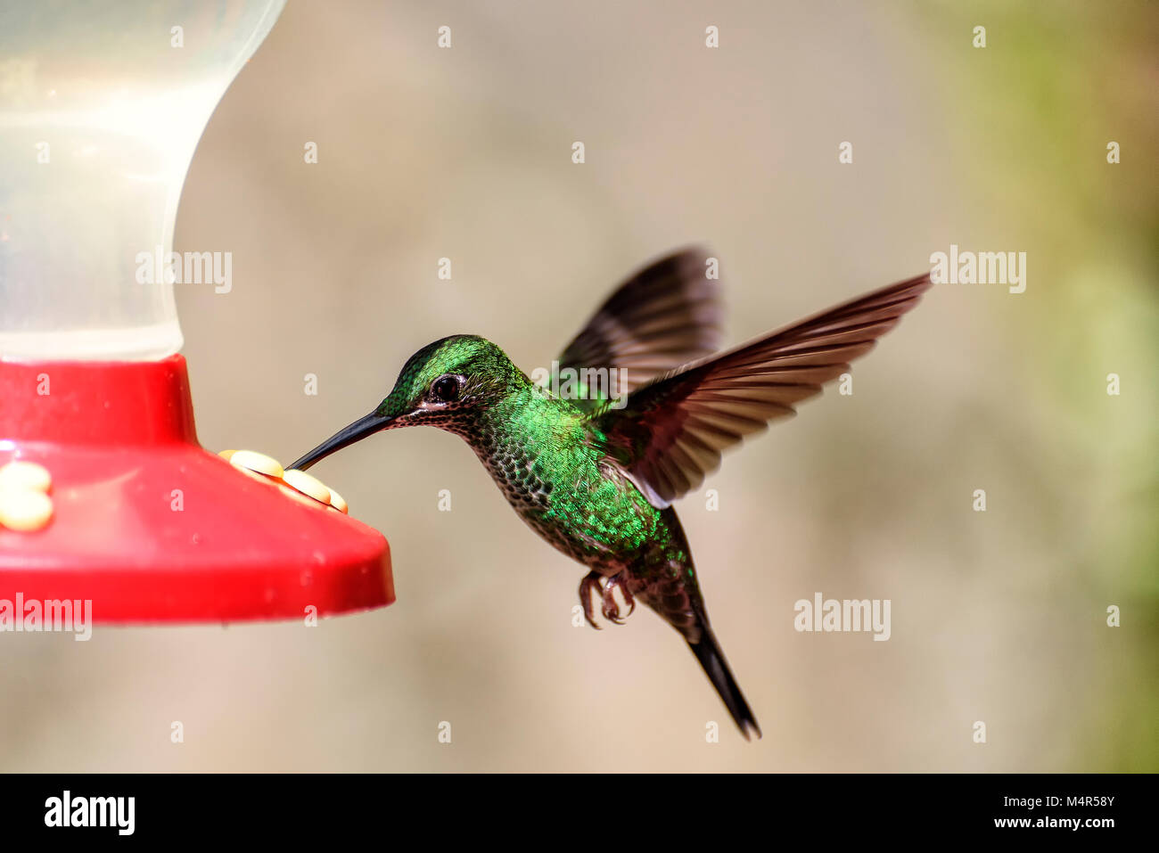hummingbird in the jungle in central america Stock Photo - Alamy