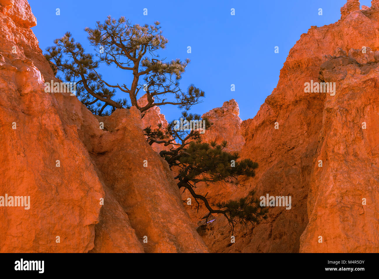 Pinyon pine tree hi-res stock photography and images - Alamy