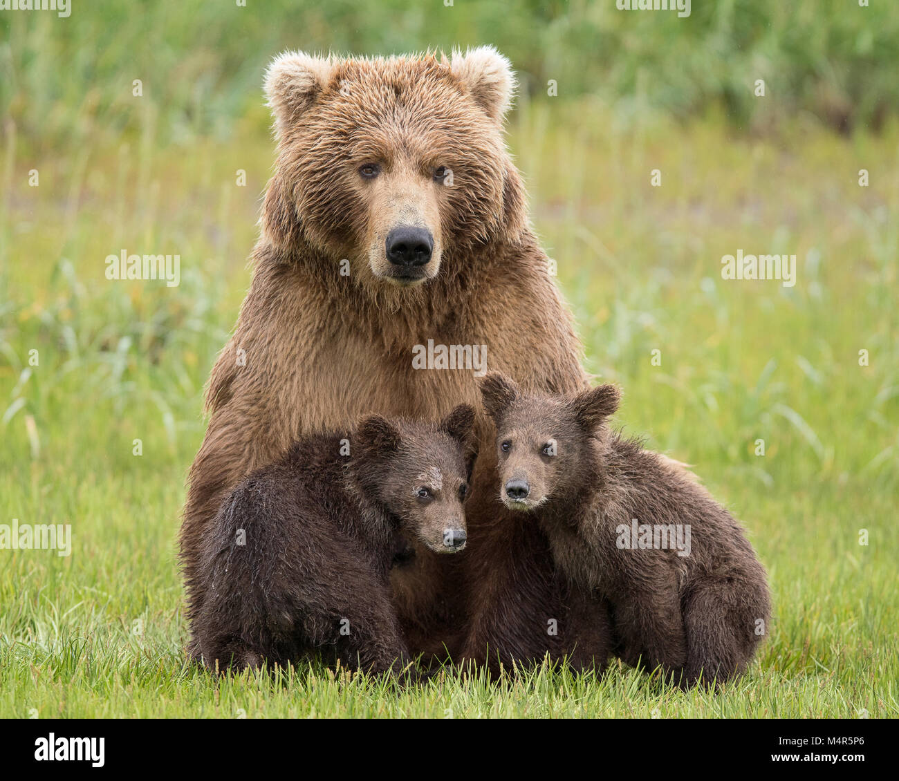 Brown bear cubs with milk on their faces rest on sow after nursing ...