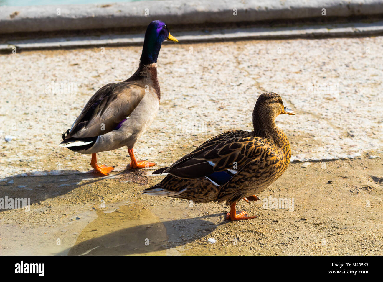Male and female mallard walking together Stock Photo - Alamy