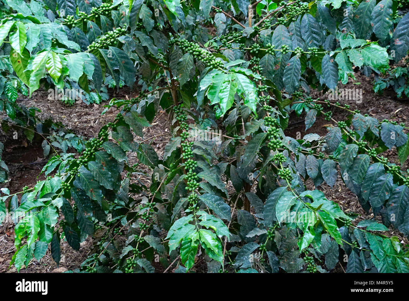 Arabica coffee beans growing on plantation at Karatu, Arusha, Tanzania ...