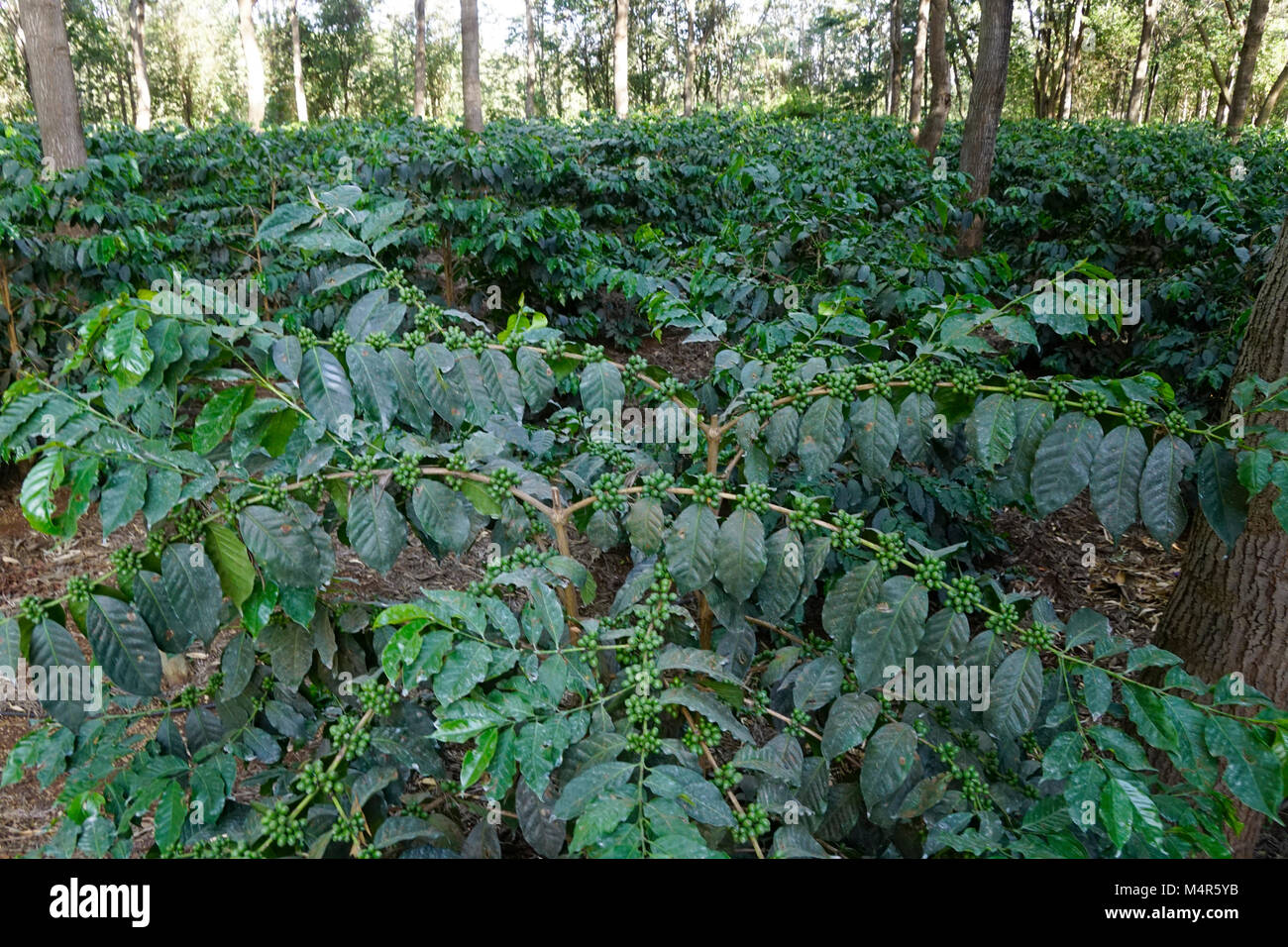 Coffee plantation hi-res stock photography and images - Alamy