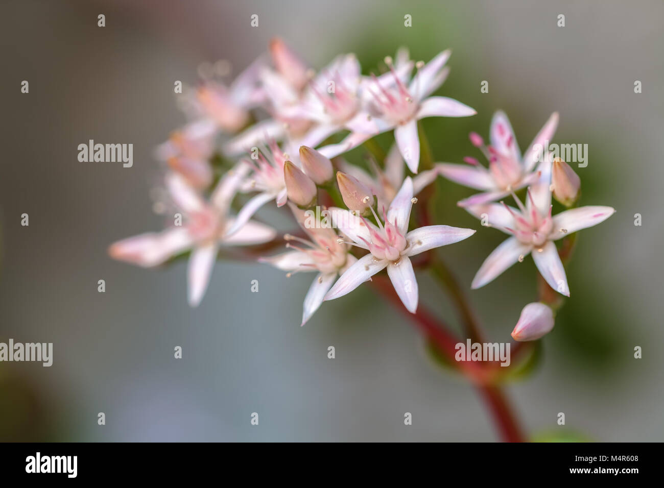 Close up at the flowers of the jade plant (Crassula ovata Stock Photo ...