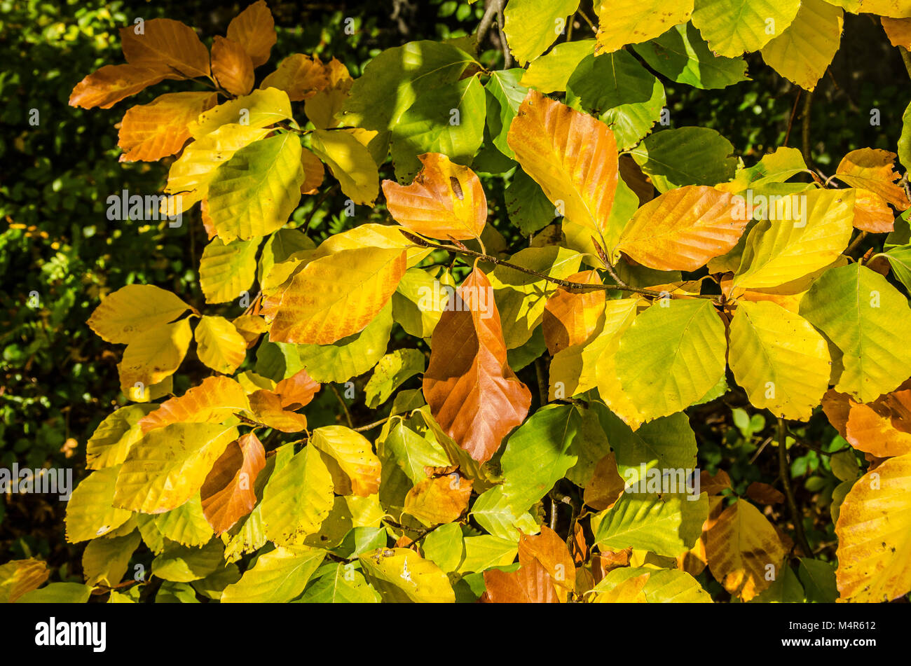 Four temperate seasons hi-res stock photography and images - Alamy