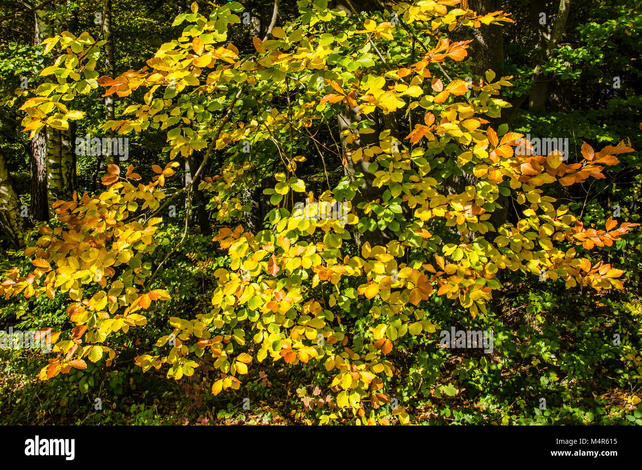 Autumn, also known as fall in American and Canadian English, is one of ...
