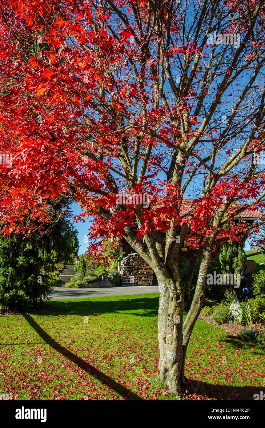 Autumn, also known as fall in American and Canadian English, is one of ...