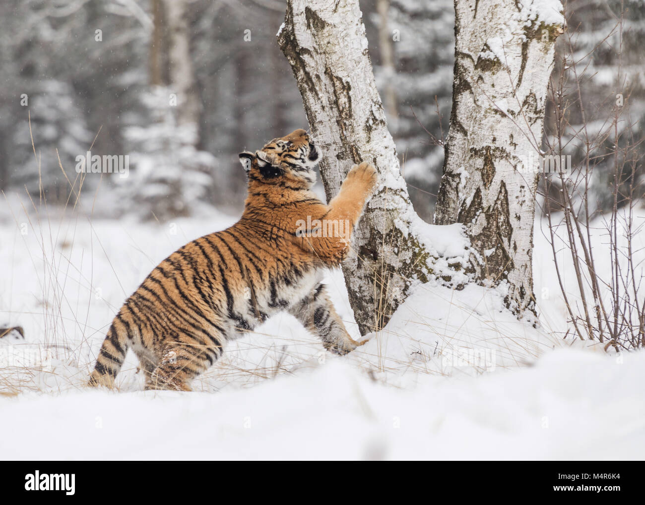 The Usurian tiger in a wild winter landscape climbs on a tree. Siberian ...