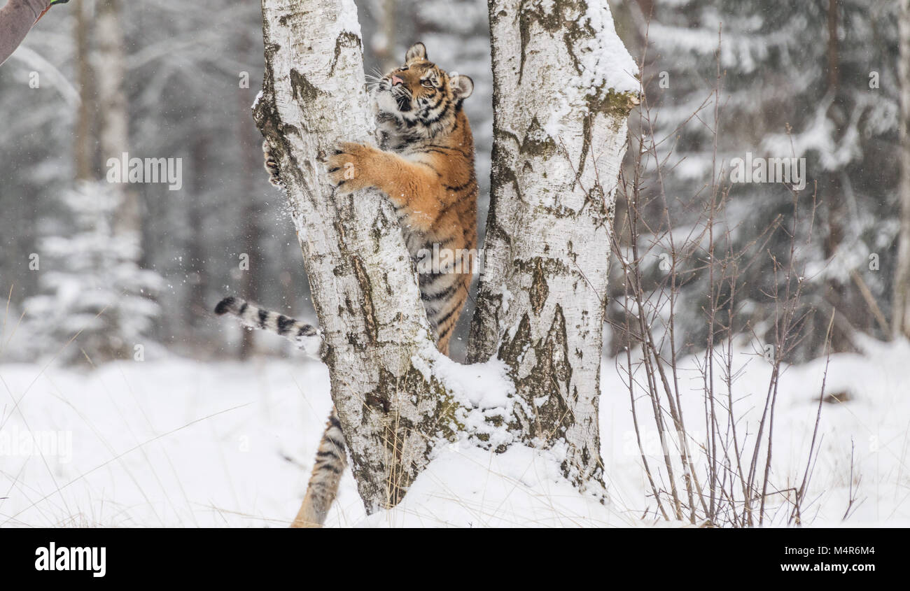 The Usurian tiger in a wild winter landscape climbs on a tree. Siberian ...