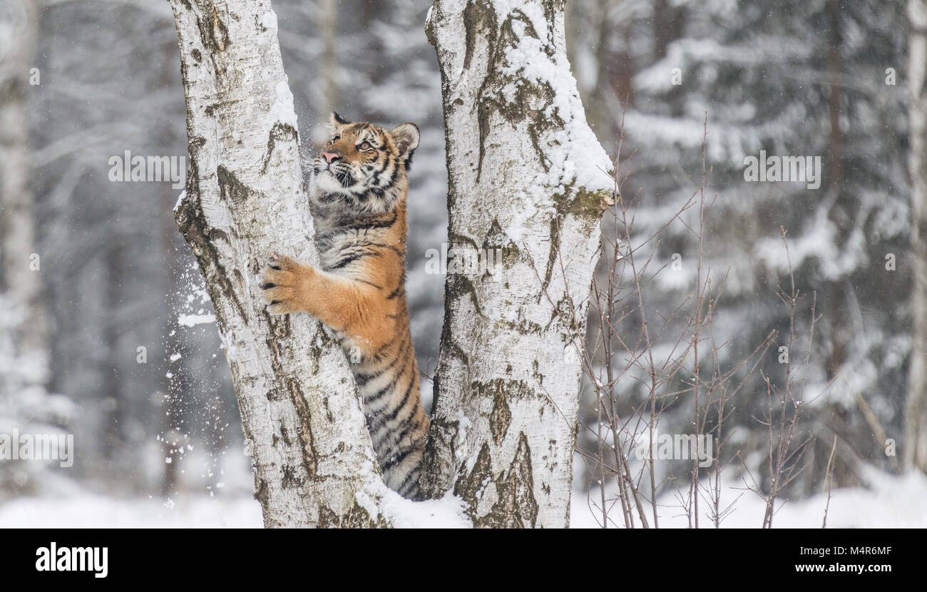 The Usurian tiger in a wild winter landscape climbs on a tree. Siberian ...