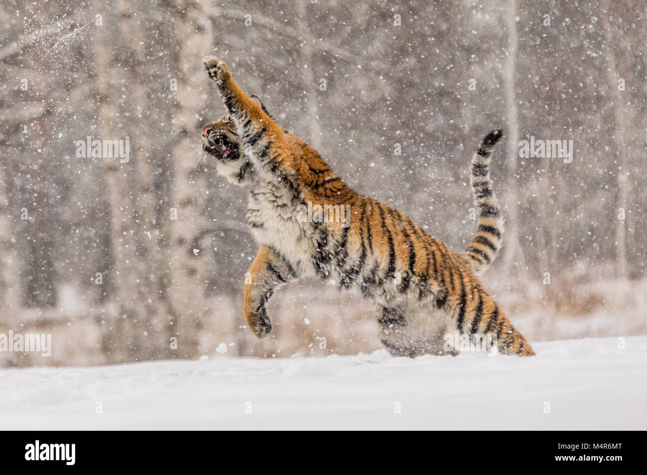 White tiger jumping in white hi-res stock photography and images - Alamy