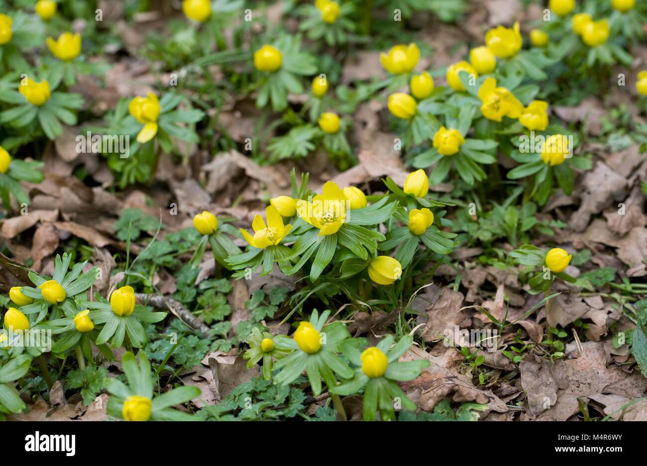 Eranthis hyemalis flower in Winter Stock Photo - Alamy