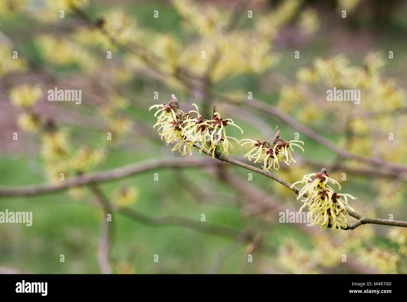 Hamamellis x intermedia 'Savill Starlight' flowers Stock Photo - Alamy