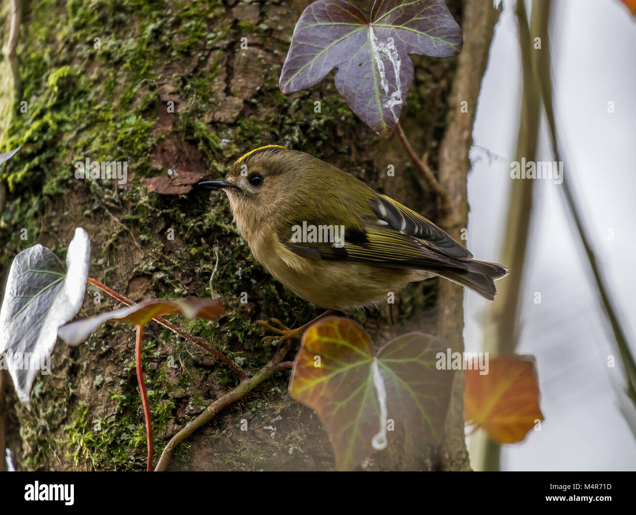 Gold crest hi-res stock photography and images - Alamy