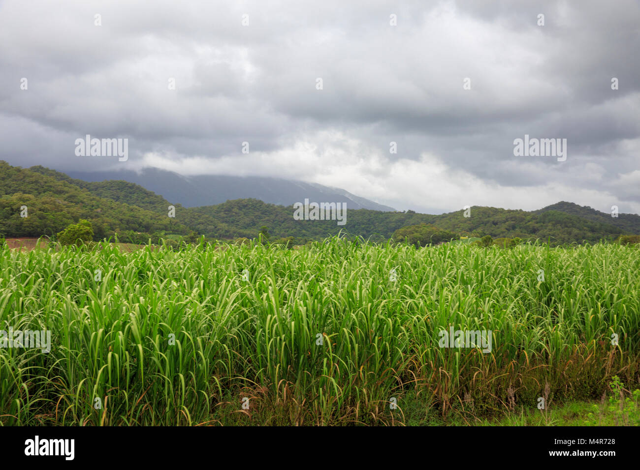 Countryside growing Sugar cane alongside captain cook highway in ...