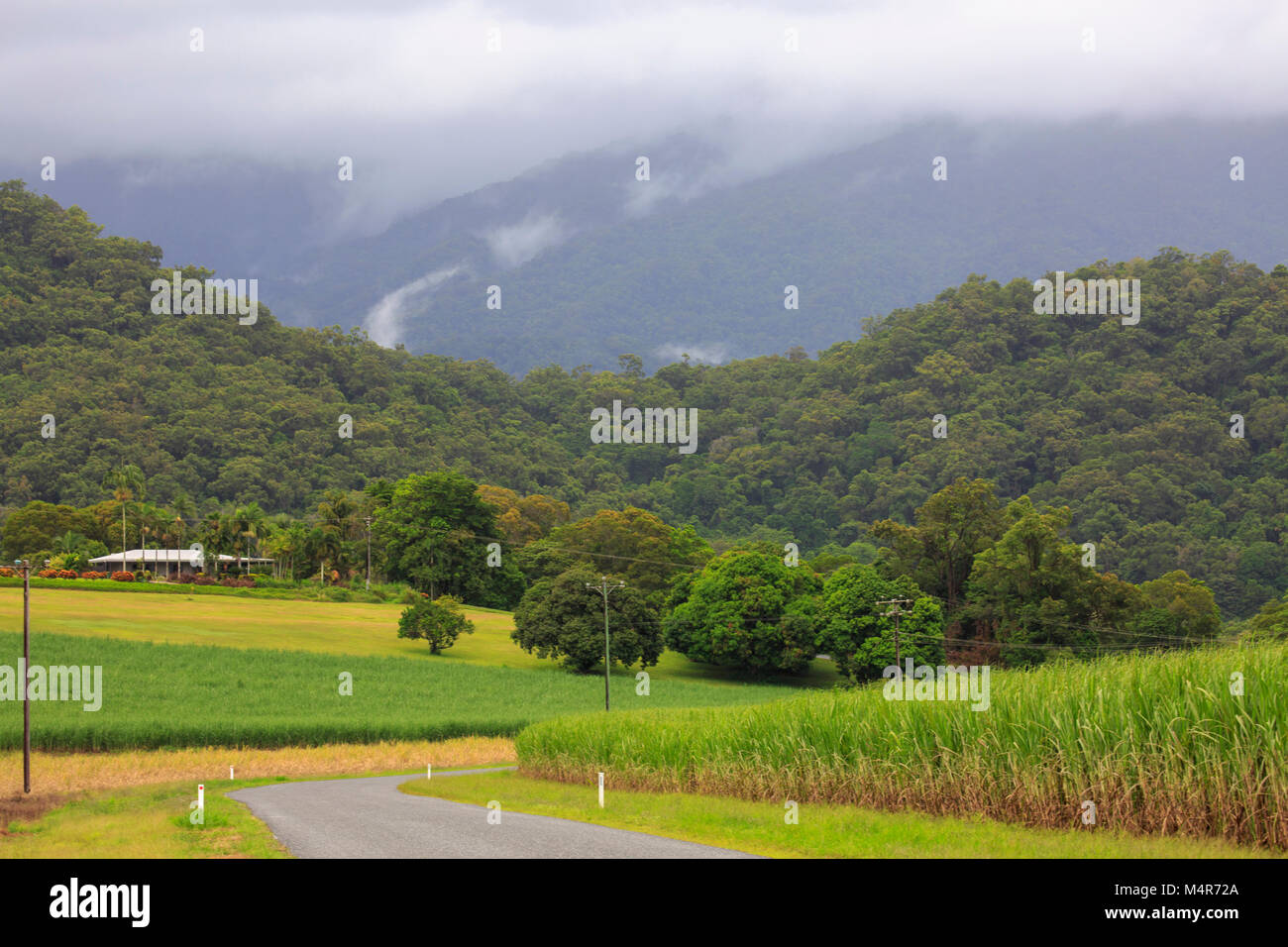 Countryside growing Sugar cane alongside captain cook highway in ...