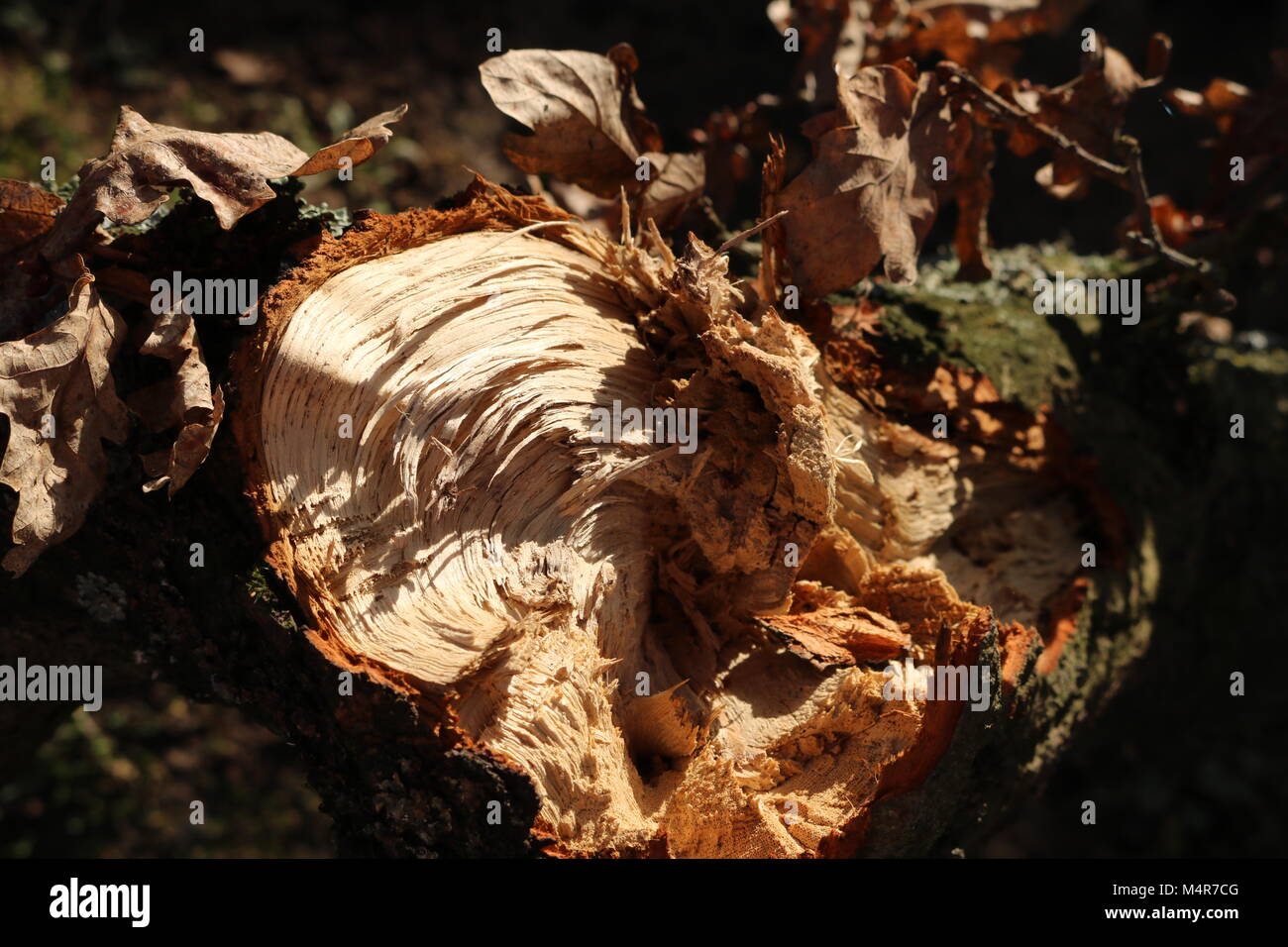 Splintered tree texture hi-res stock photography and images - Alamy