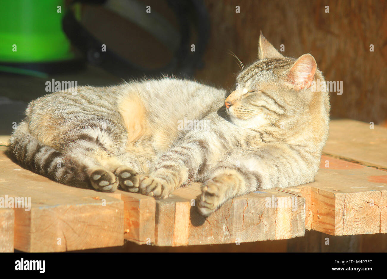 a cat lying on a wooden bench Stock Photo - Alamy
