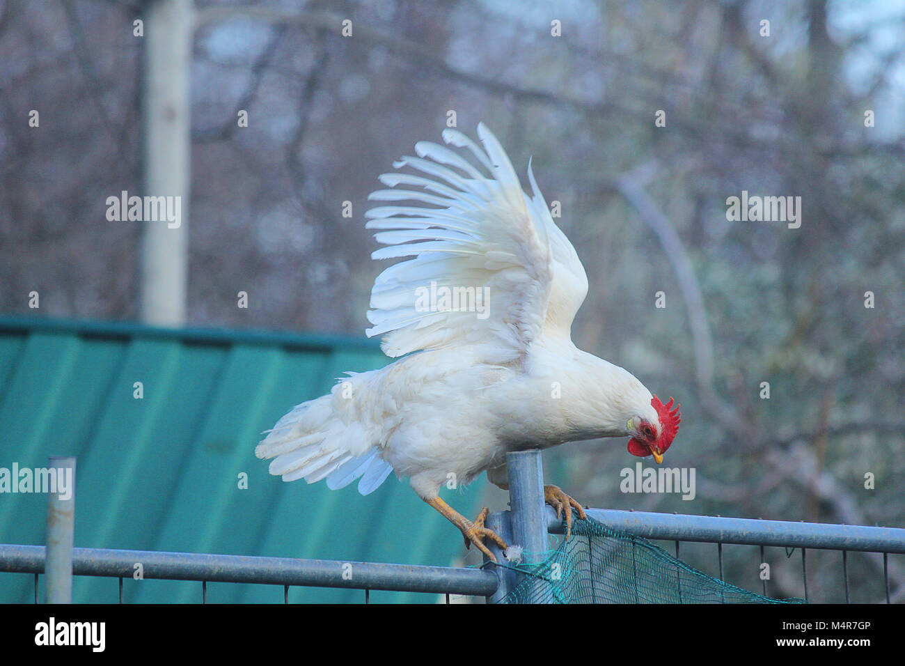 an hen with open wings Stock Photo - Alamy