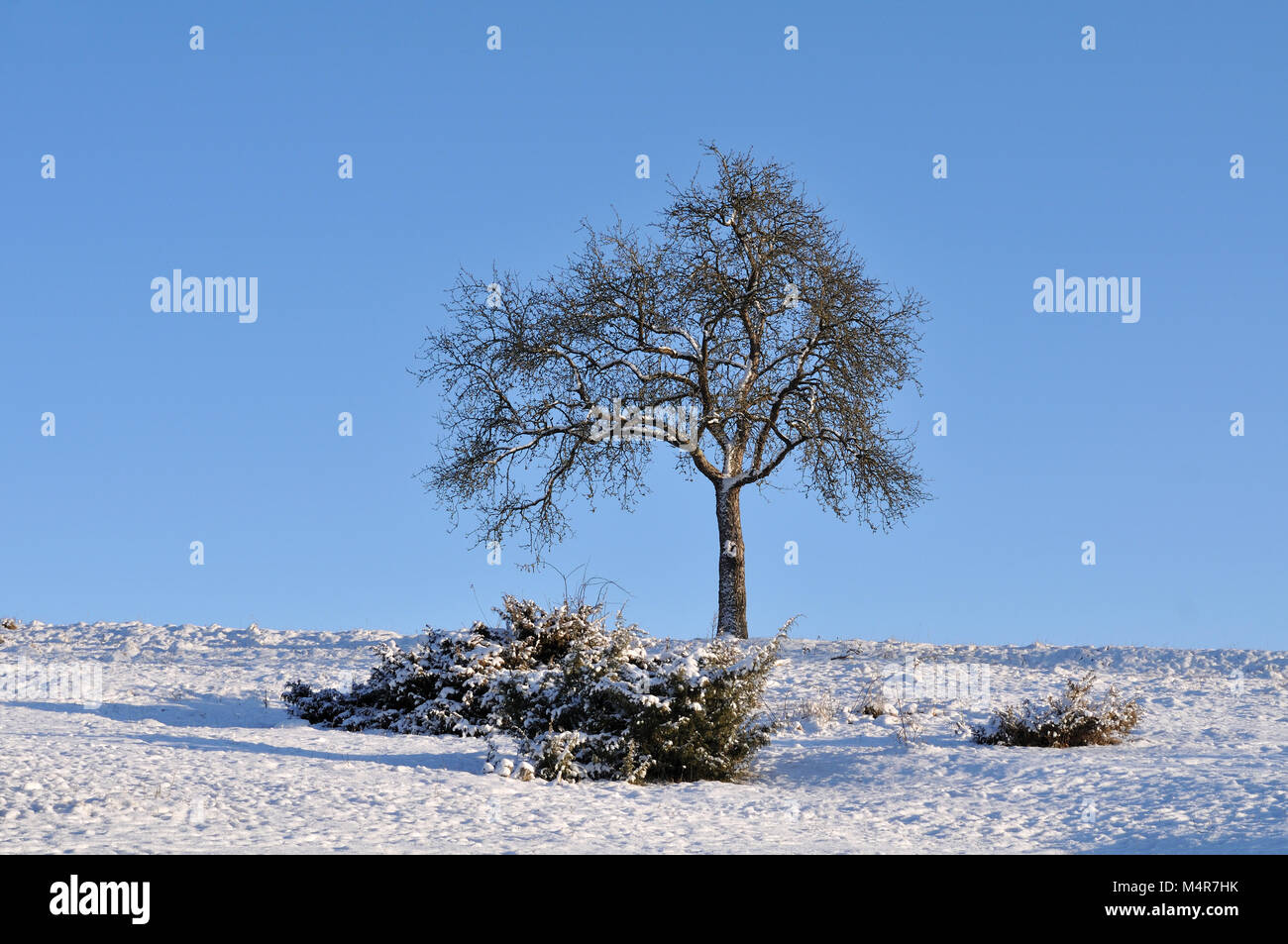 leafless apple tree in winter Stock Photo - Alamy