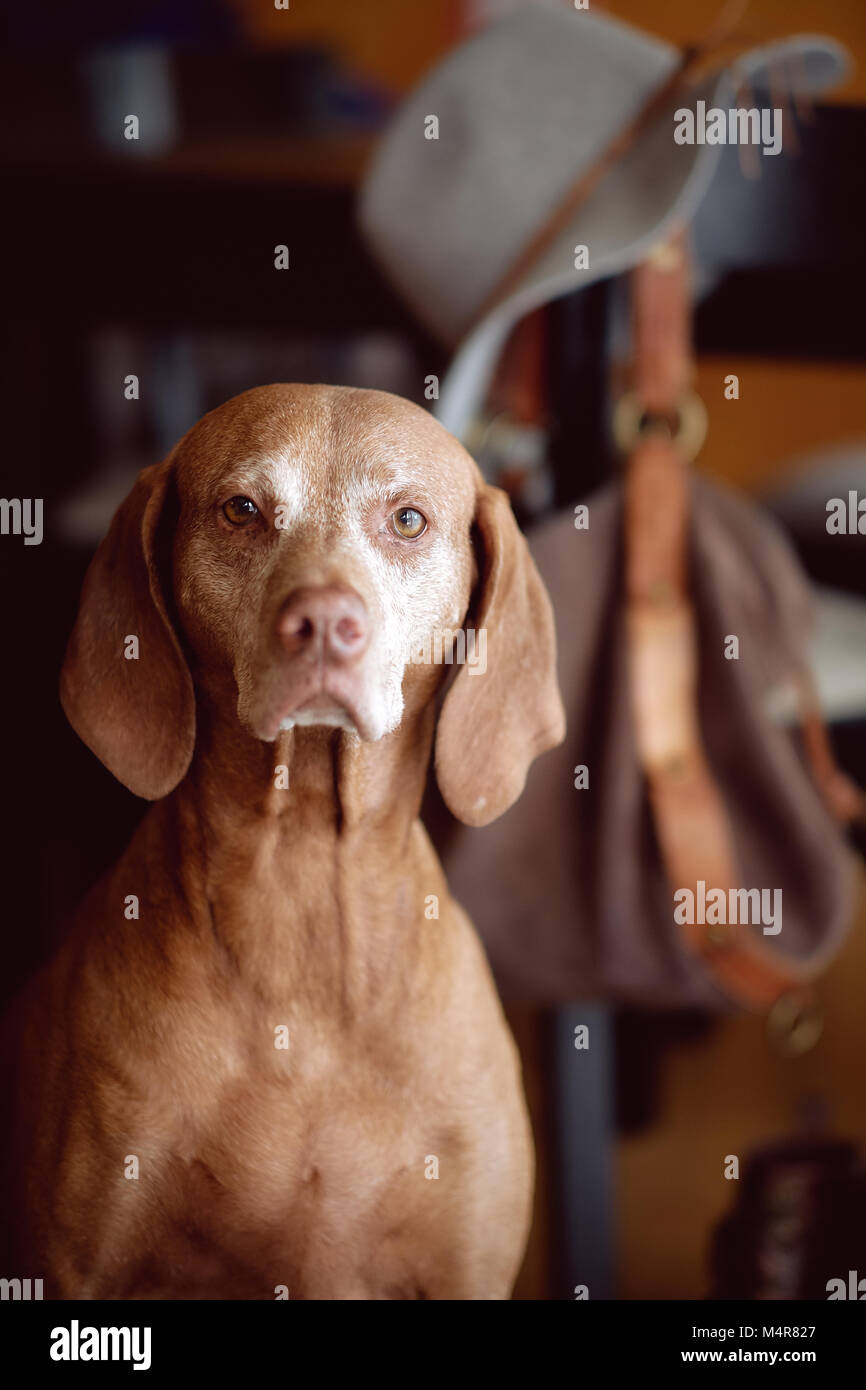Adorable Vizsla dog looking forward Stock Photo - Alamy