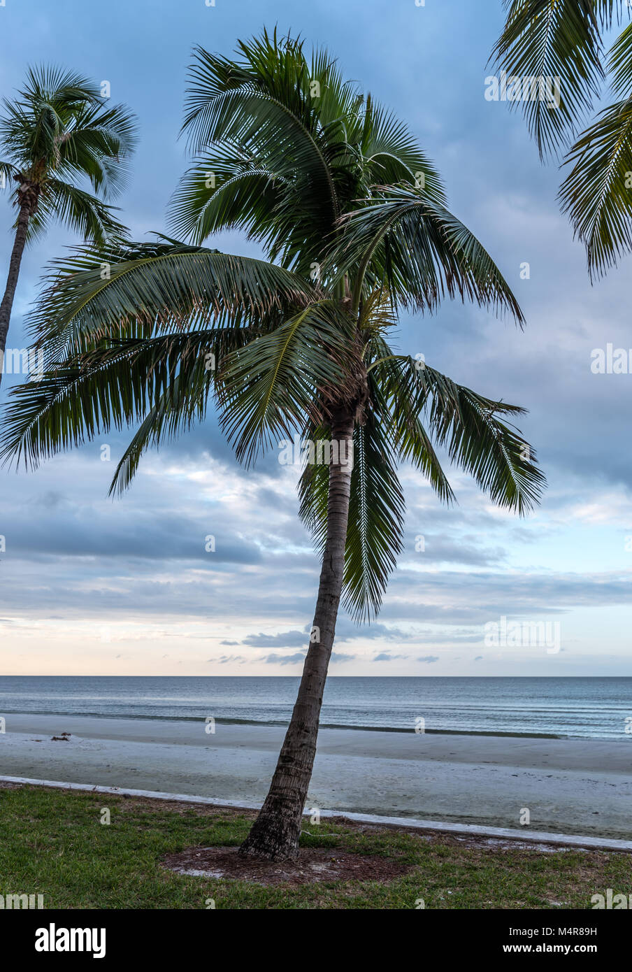 Palm Tree And Calm Morning Waters along Gulf of Mexico Stock Photo - Alamy