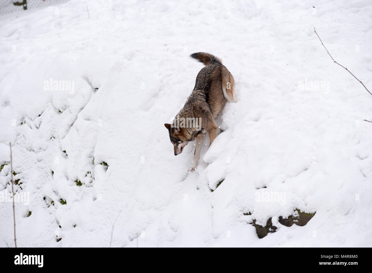 Wolf, Varg (Canis lupus Stock Photo - Alamy
