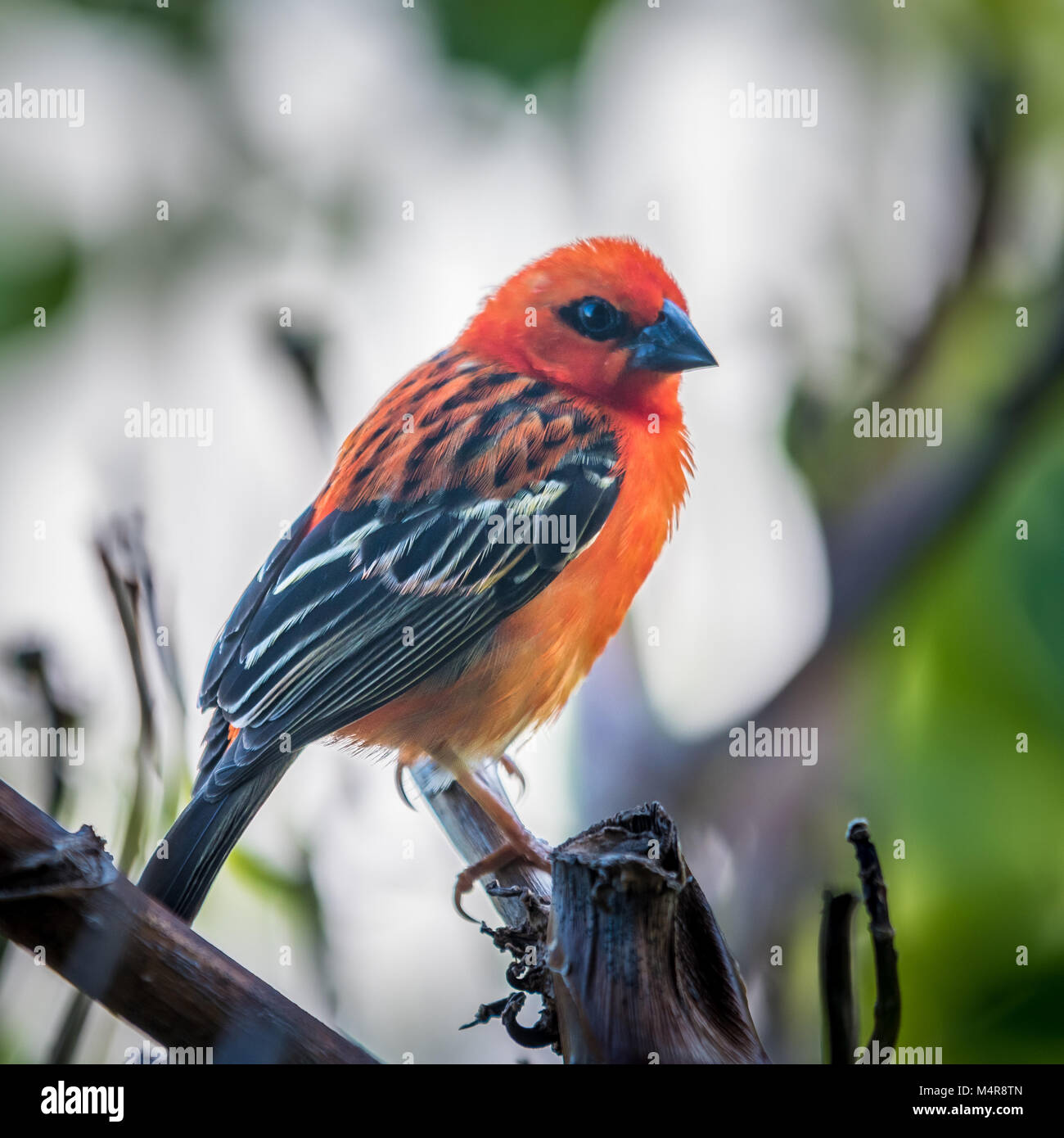 Madagascar Fody (foudia madagascariensis) male Stock Photo - Alamy