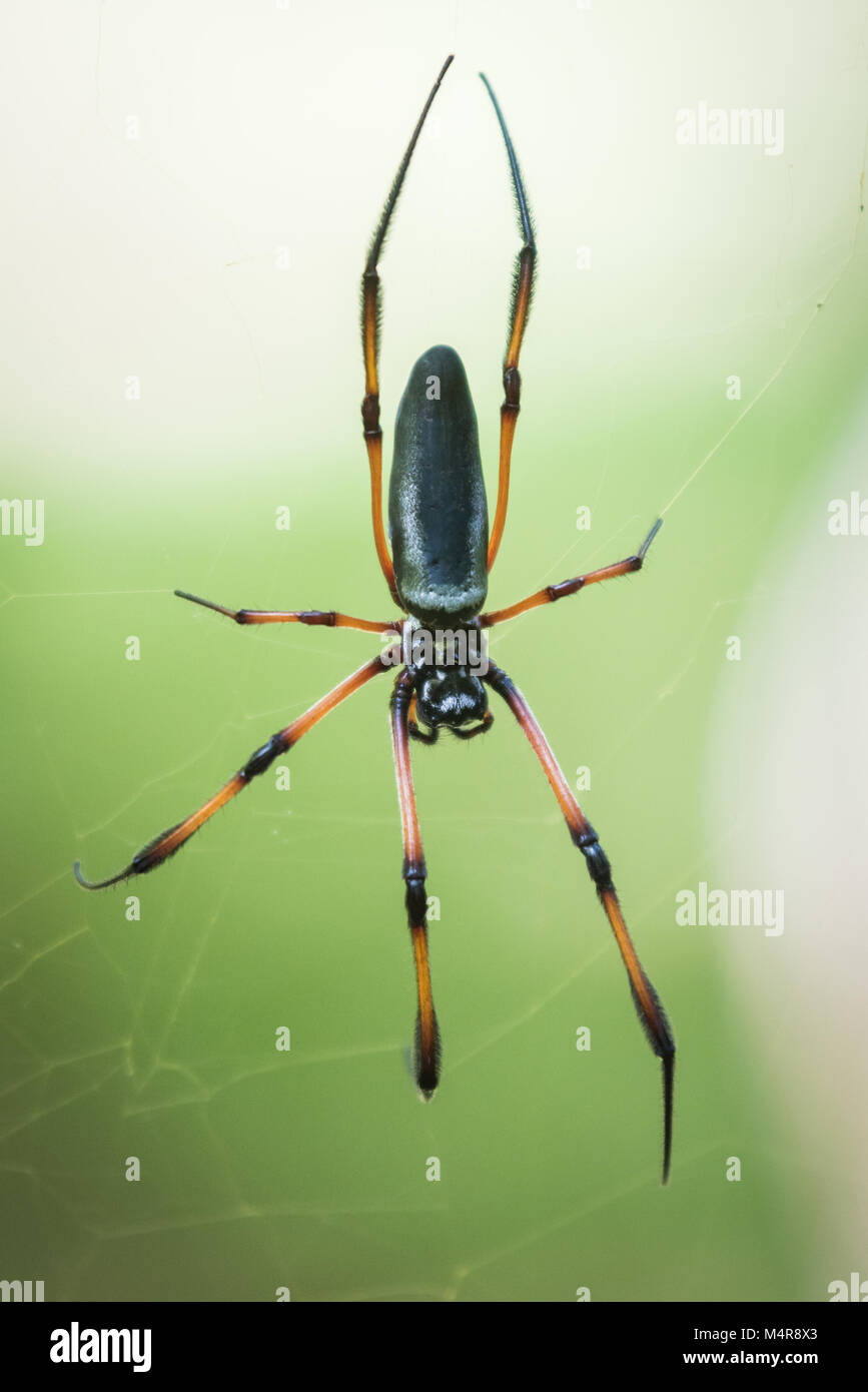 Large Forest Spider Waiting on Web, Seychelles Stock Photo - Alamy