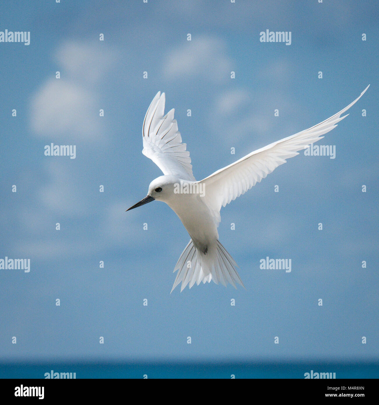 White Tern in Flight, Seychelles Stock Photo - Alamy