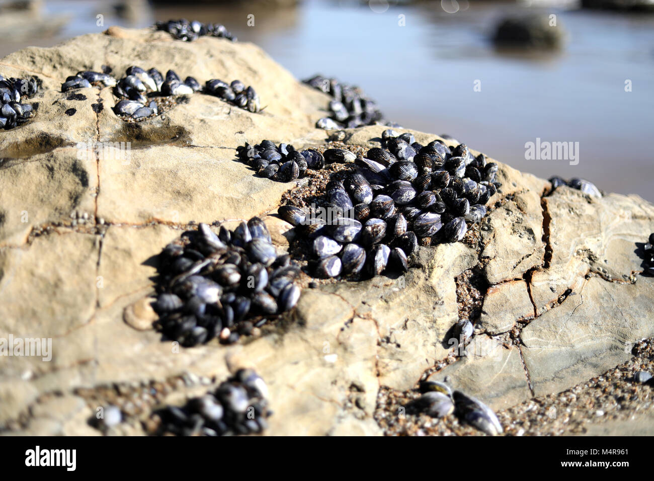 Ocean muscles hi-res stock photography and images - Alamy