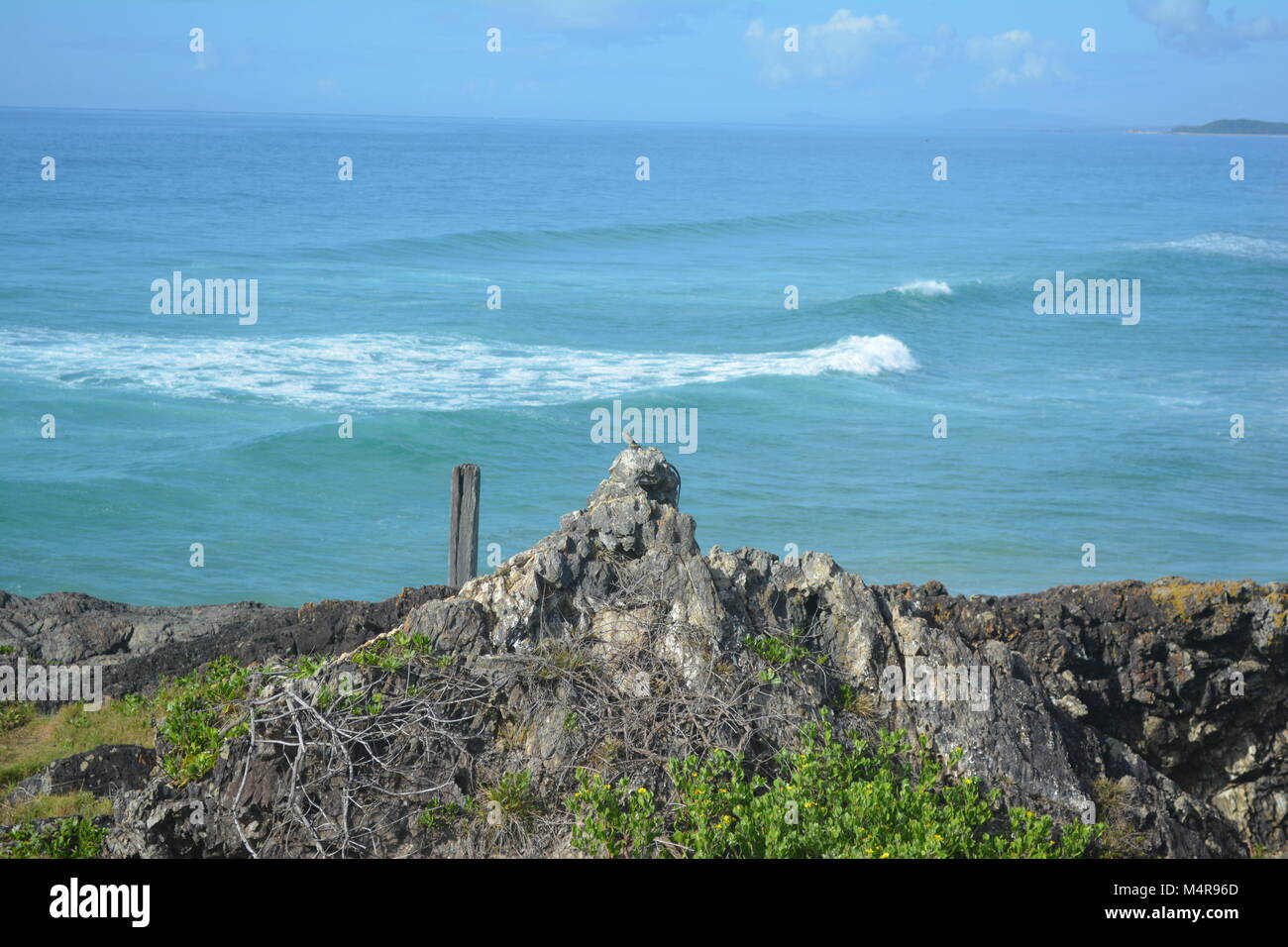 Lizard sunbaking on the rocks looking over Pacific Ocean, Bonville ...
