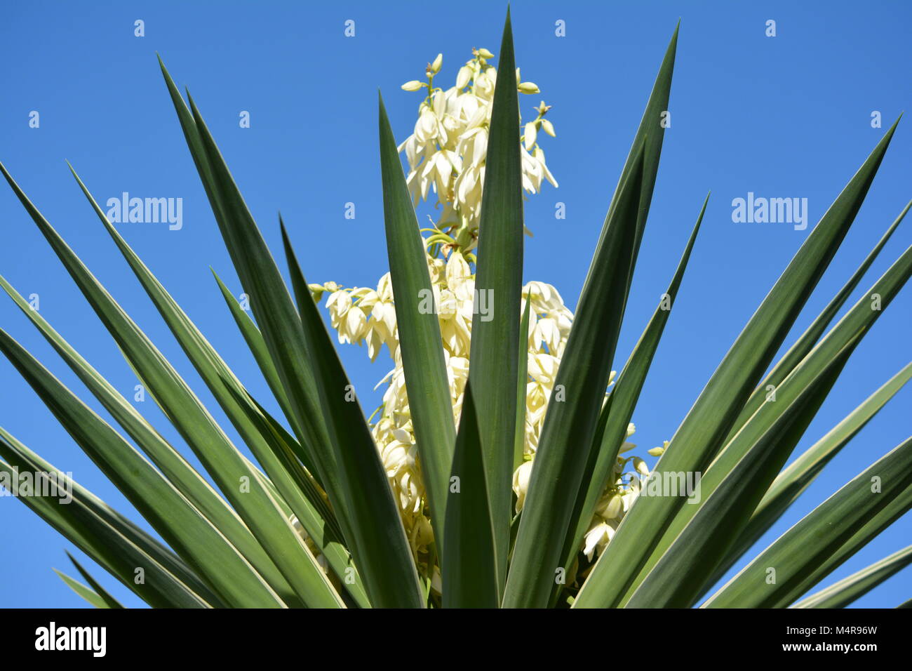Yucca Plant In Australia High Resolution Stock Photography and Images ...