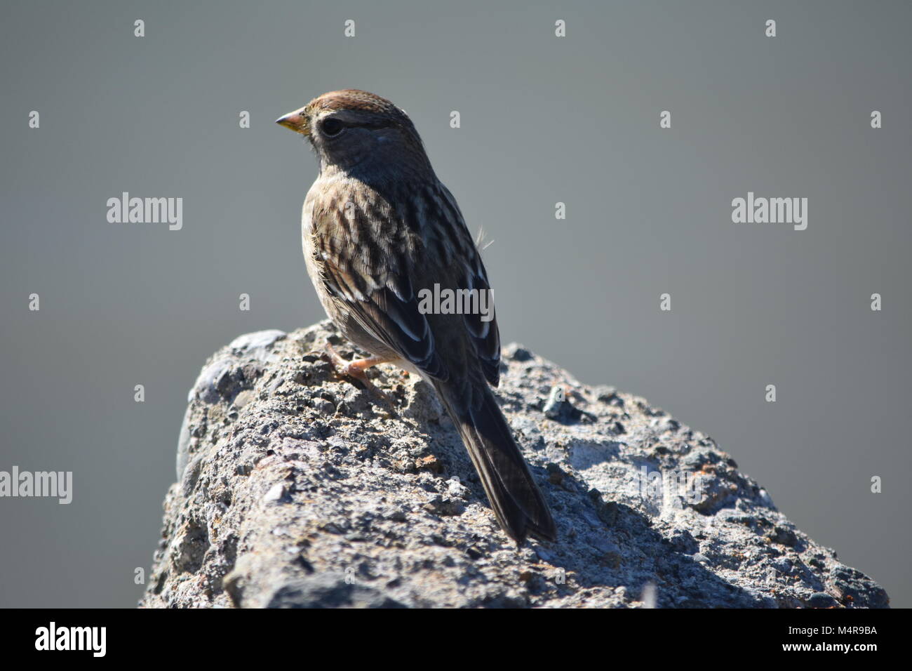 bird sitting on a rock Stock Photo - Alamy