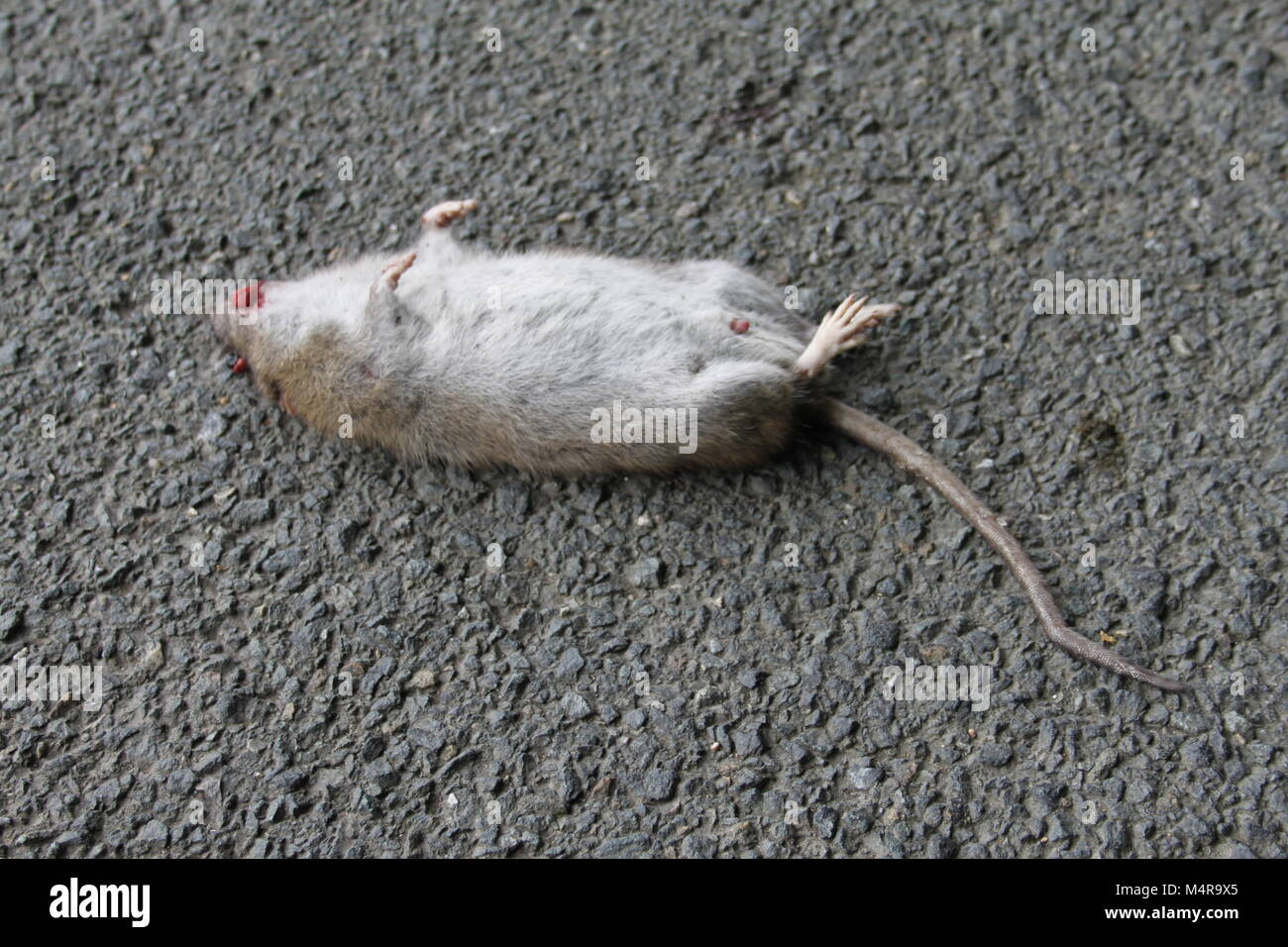 Fat Rat Stock Photos & Fat Rat Stock Images - Alamy