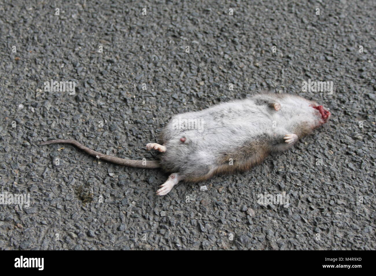 Run over rat hi-res stock photography and images - Alamy
