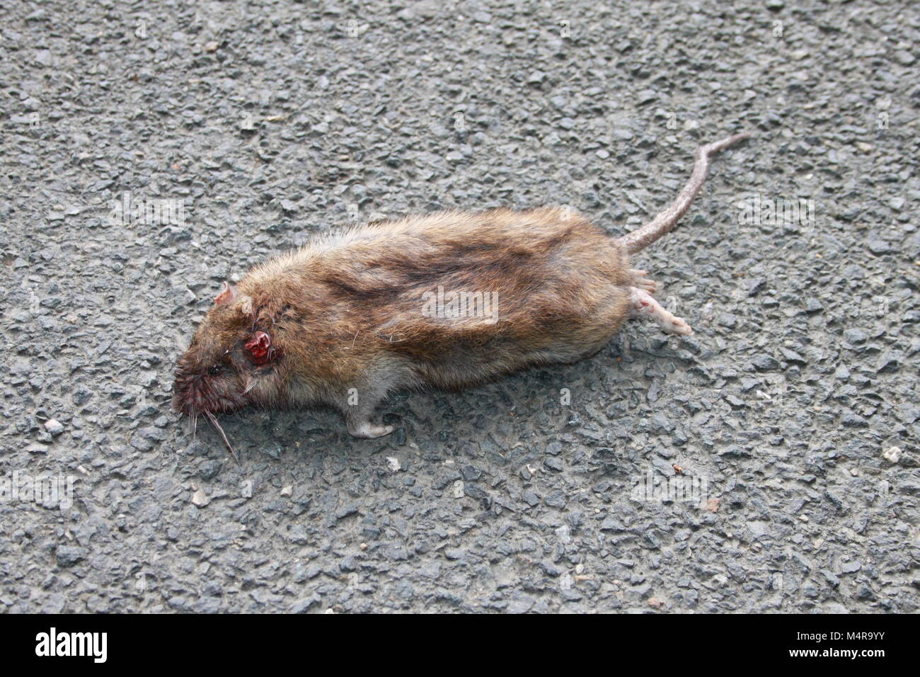 Dead mouse road roadkill hi-res stock photography and images - Alamy