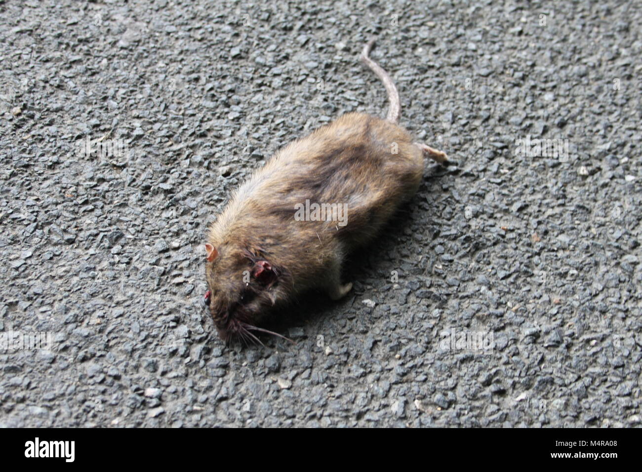 Rat run hi-res stock photography and images - Alamy