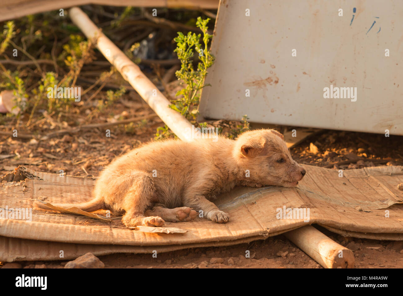 a sick stray dog lies on the street in a cardboard bed Stock Photo - Alamy